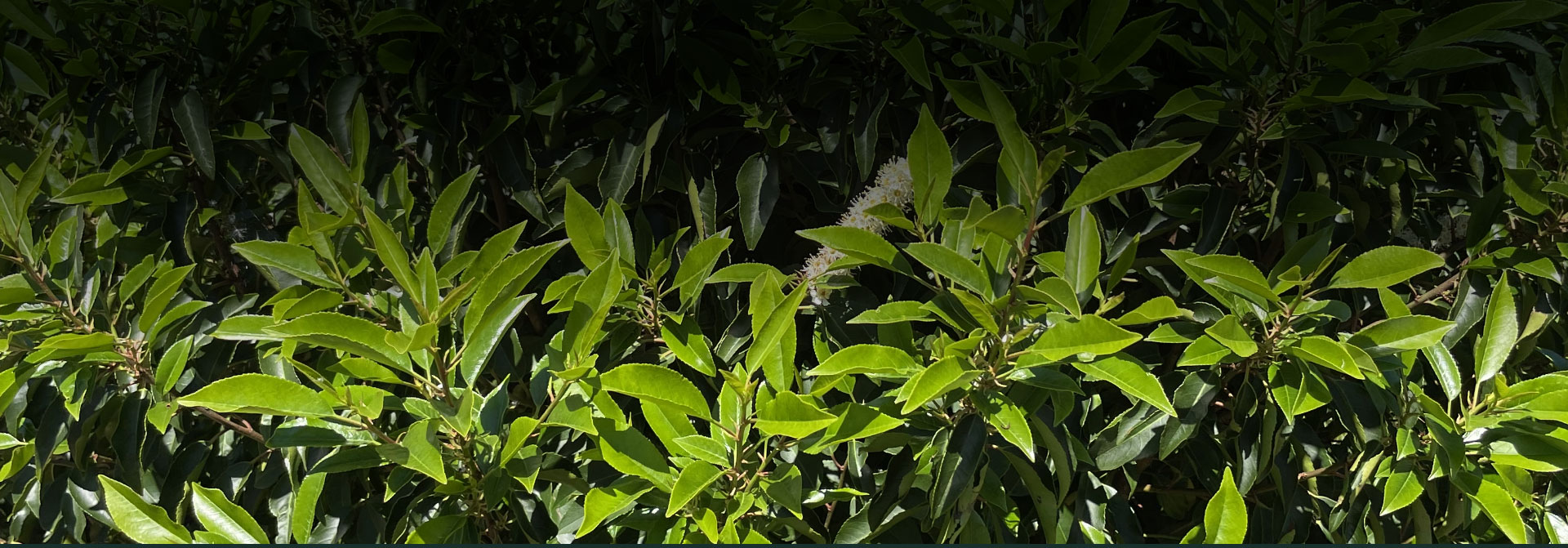 Inspiration - Form Plants