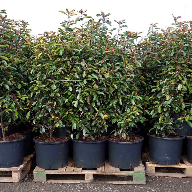 Red Robin Evergreen Hedging | Form Plants