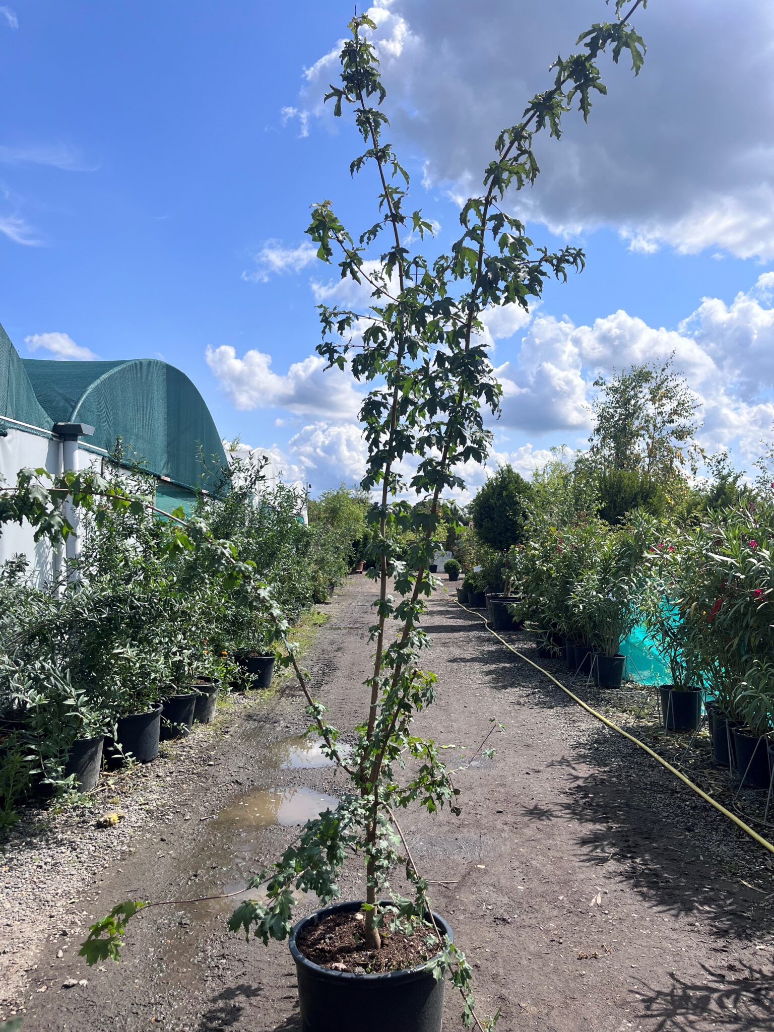 Field maple Deciduous Hedging | Form Plants