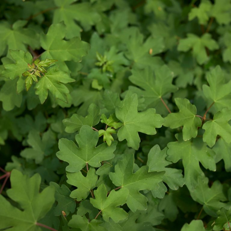 Field maple Deciduous Hedging | Form Plants