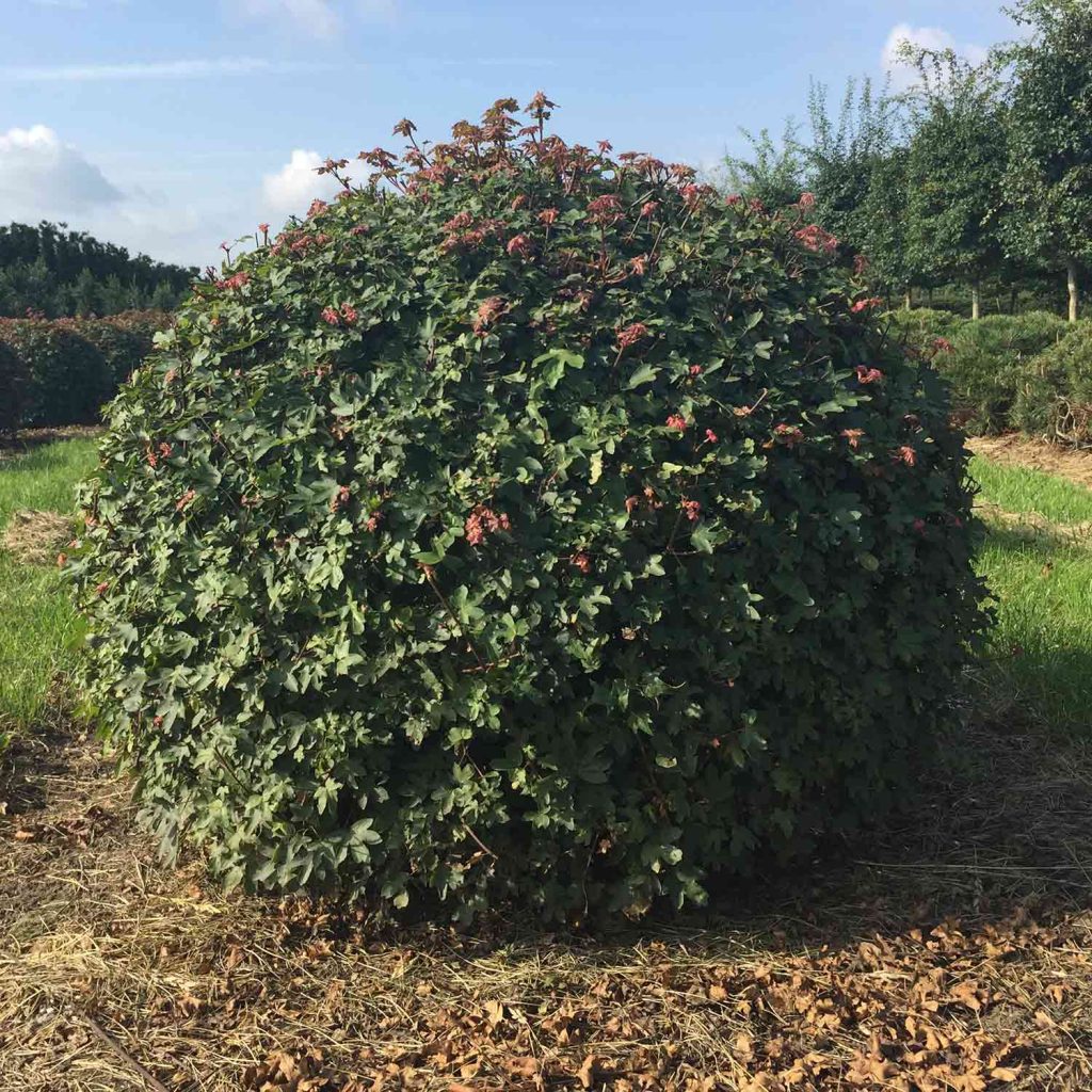 Osmanthus Topiary Balls | Form Plants