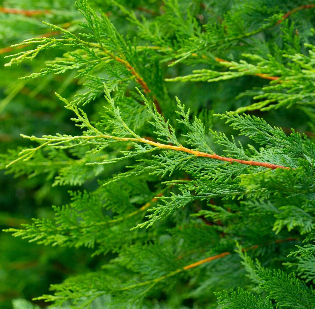 Leylandii Evergreen Hedging | Form Plants