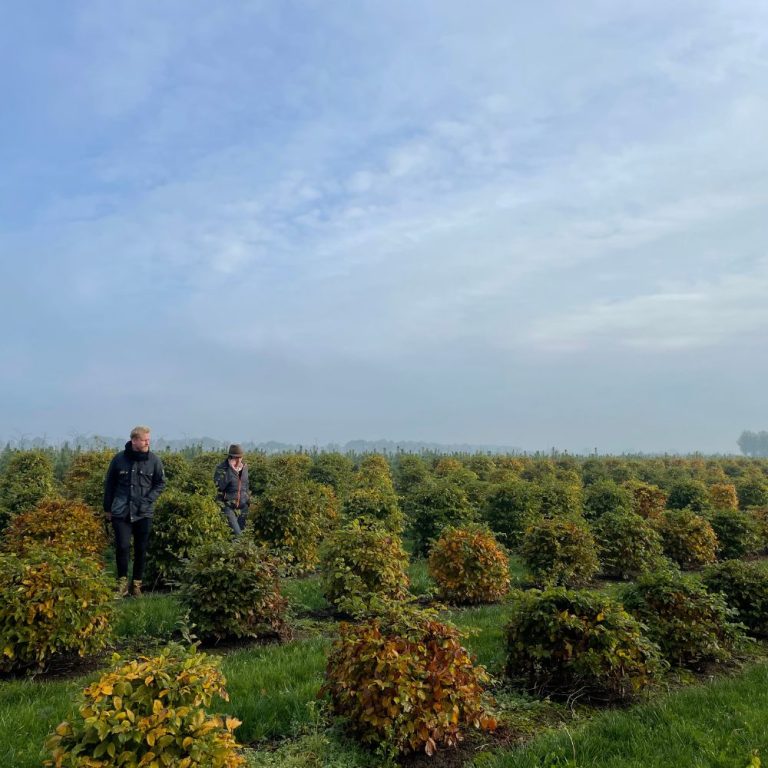 Beech Topiary Balls | Form Plants
