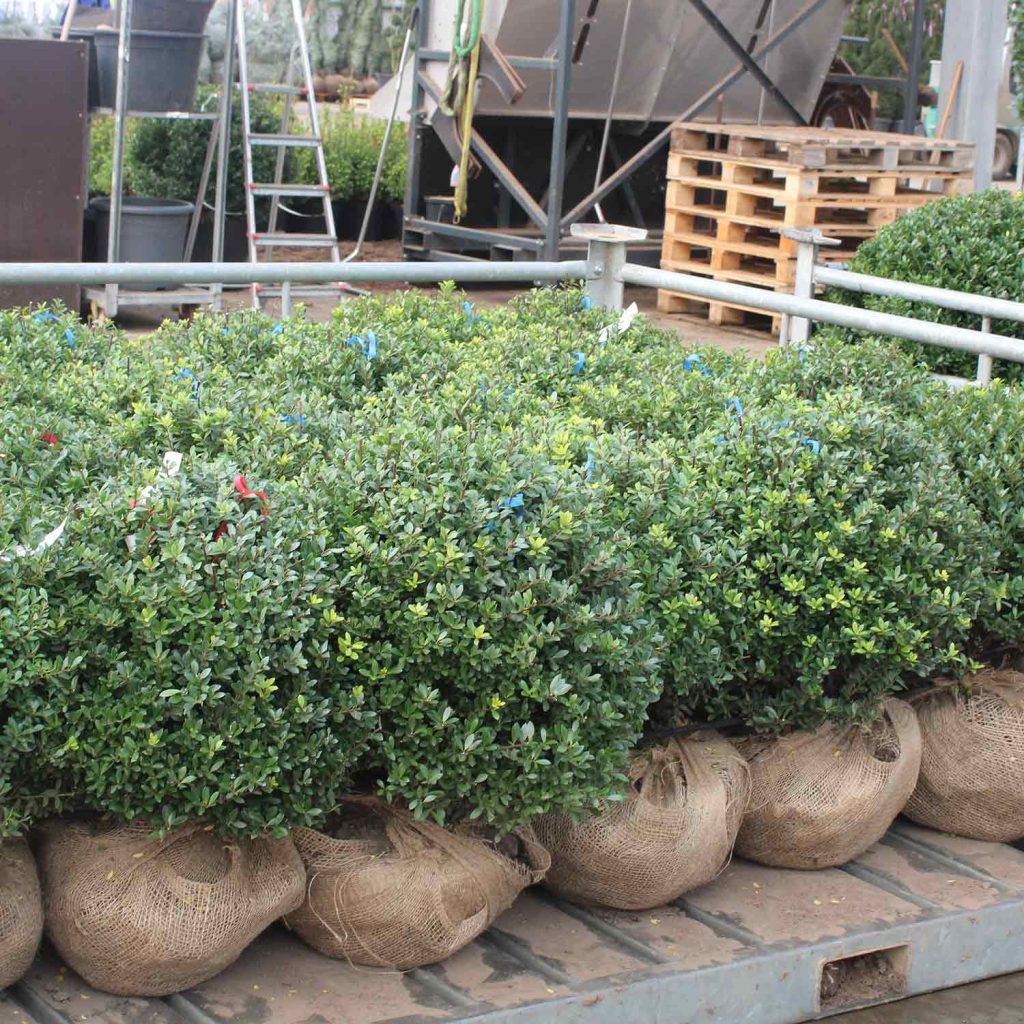 Ilex crenata 'Dark Green' Topiary Balls | Form Plants