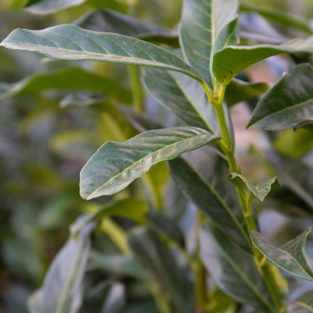 Cherry Laurel Genolia Evergreen Hedging | Form Plants