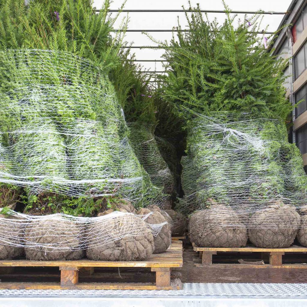 Yew Evergreen Hedging | Form Plants