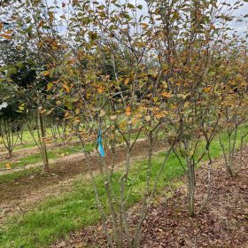 Amelanchier lamarkii 200 to 250cm Multistem Trees | Form Plants