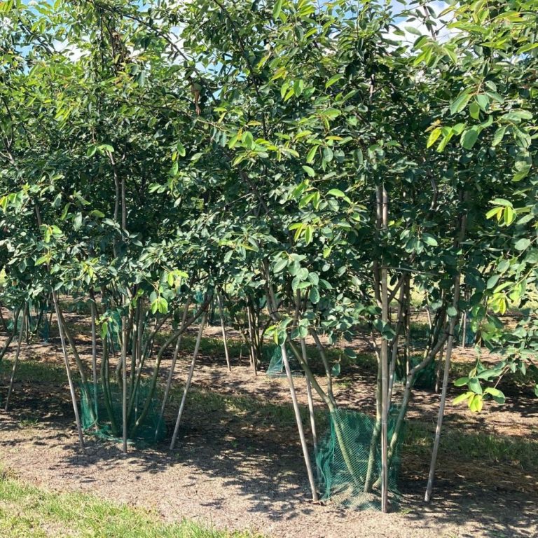 Amelanchier lamarkii 200 to 250cm Multistem Trees | Form Plants