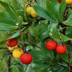 Arbutus unedo Multistem Trees | Form Plants