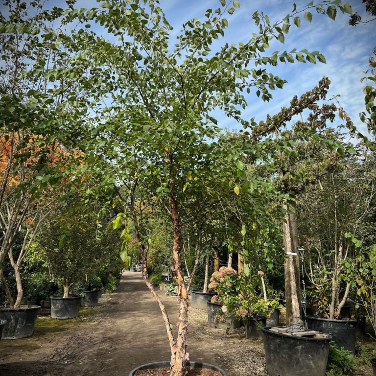 Betula nigra Multistem Trees | Form Plants