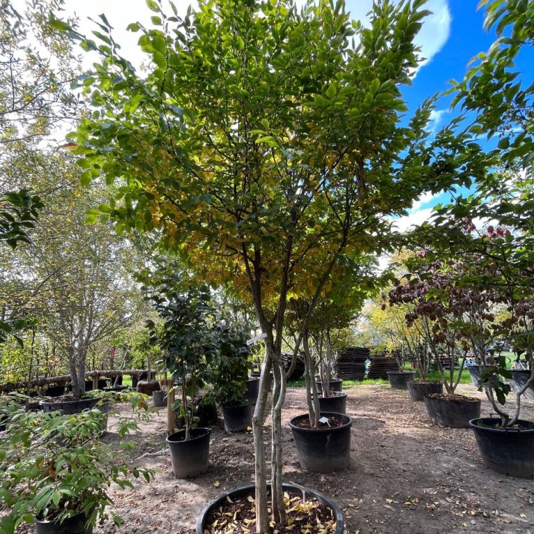 Hornbeam Multistem Trees | Form Plants