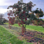 Multi-stem Trees | Trees | Form Plants