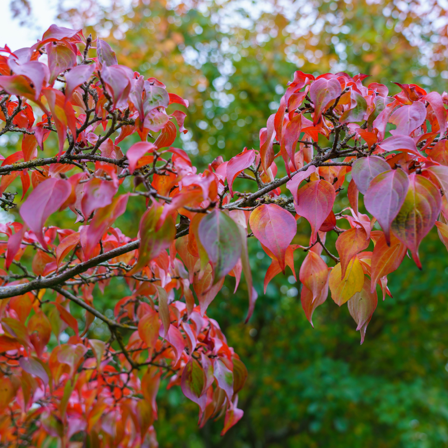 Cornus kousa var. chinensis Multistem Trees | Form Plants