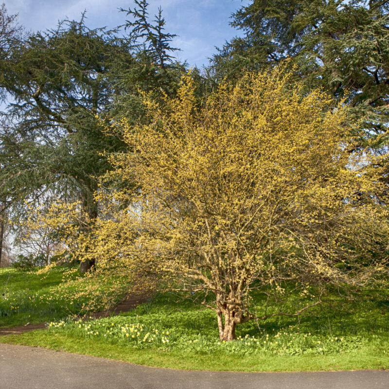 Cornelian Cherry Multistem Trees | Form Plants