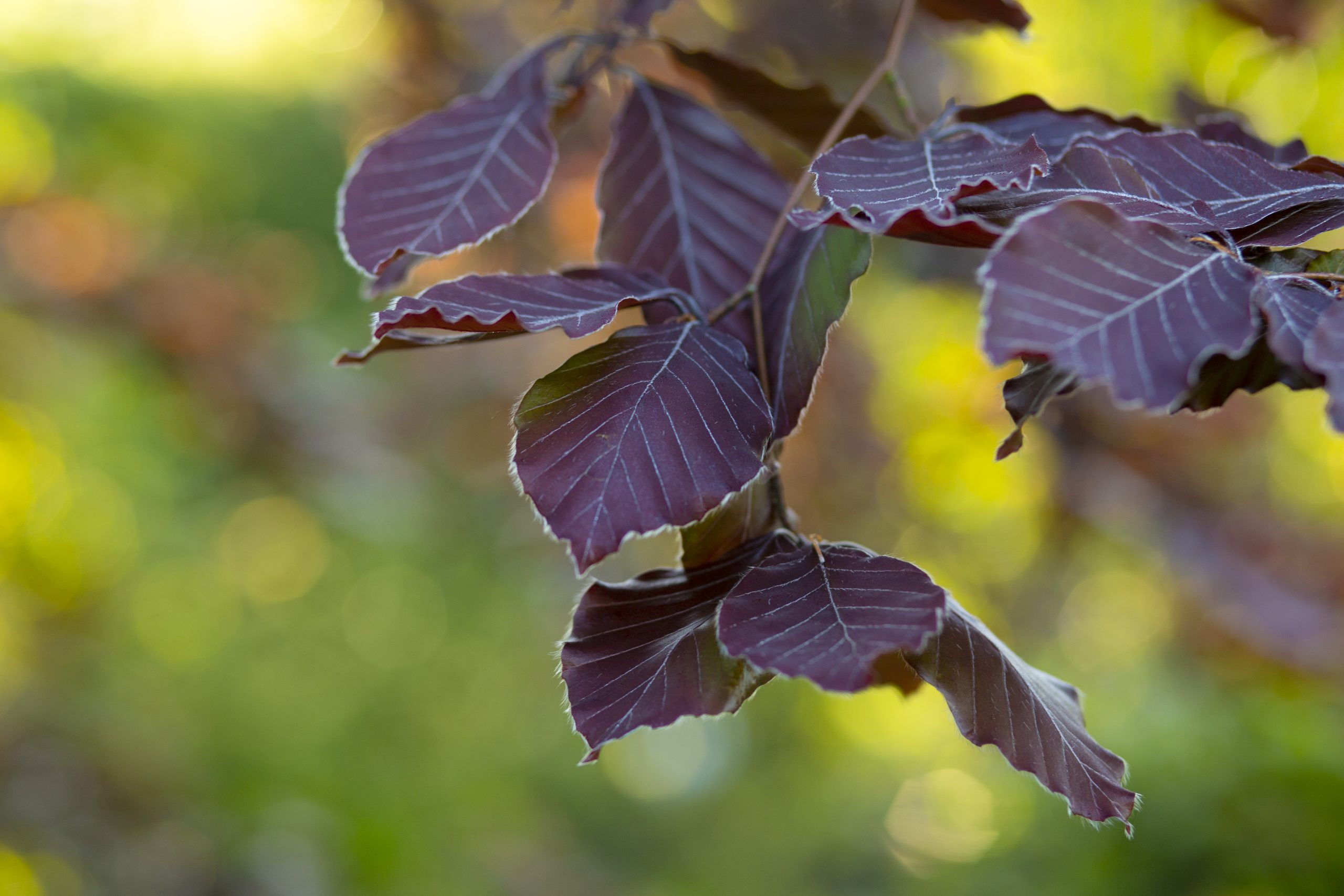 Deciduous Trees | Small to Large Trees | Form Plants