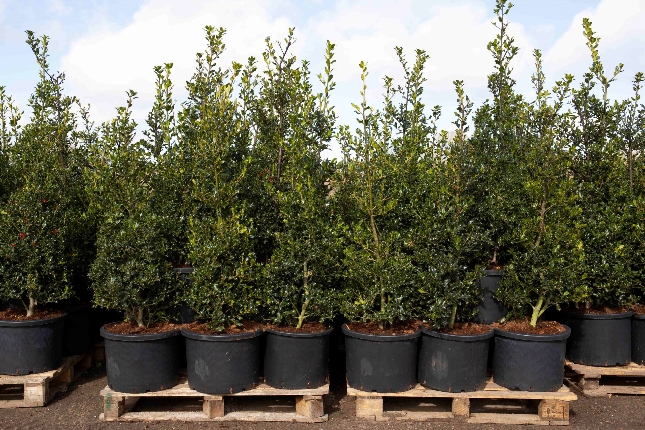 Common Holly Evergreen Hedging | Form Plants