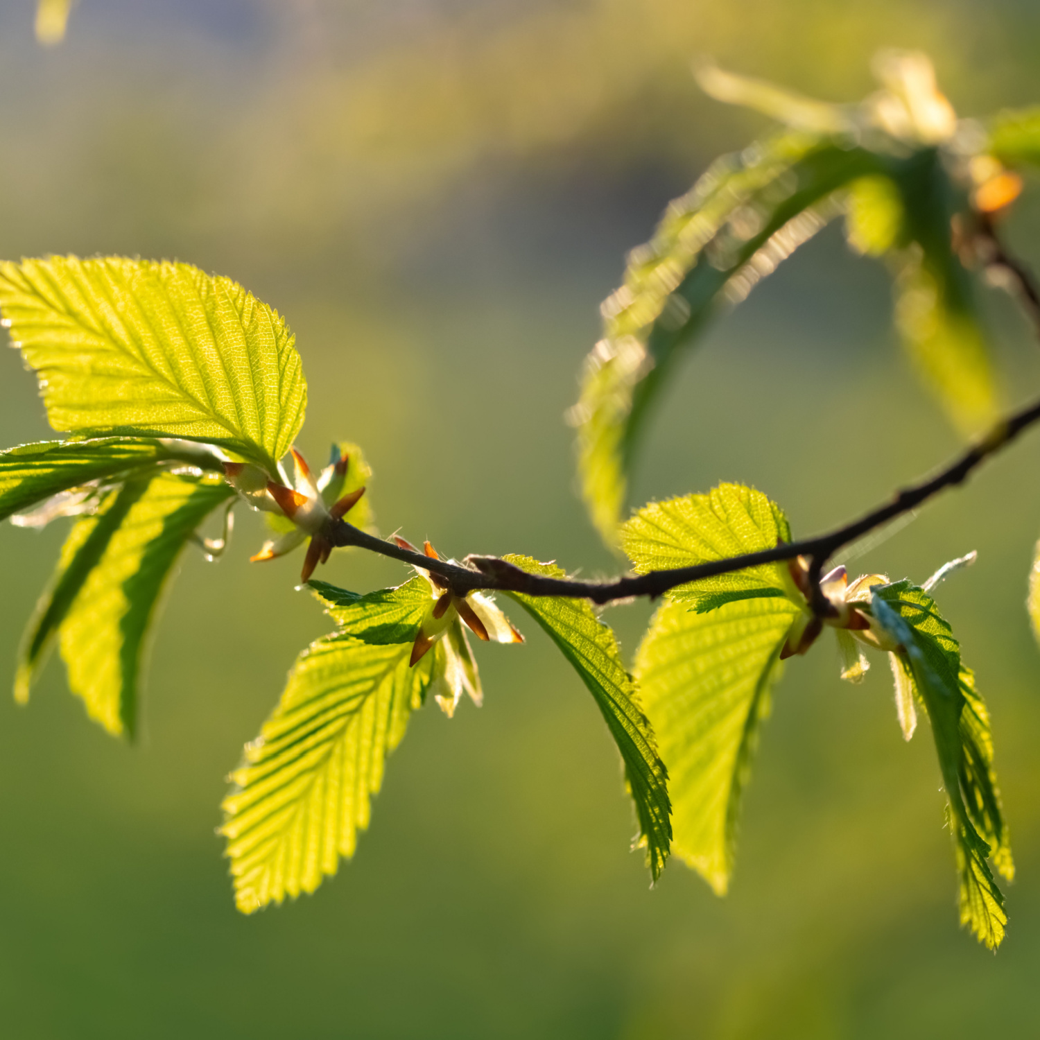 Hazel Multistem Trees | Form Plants