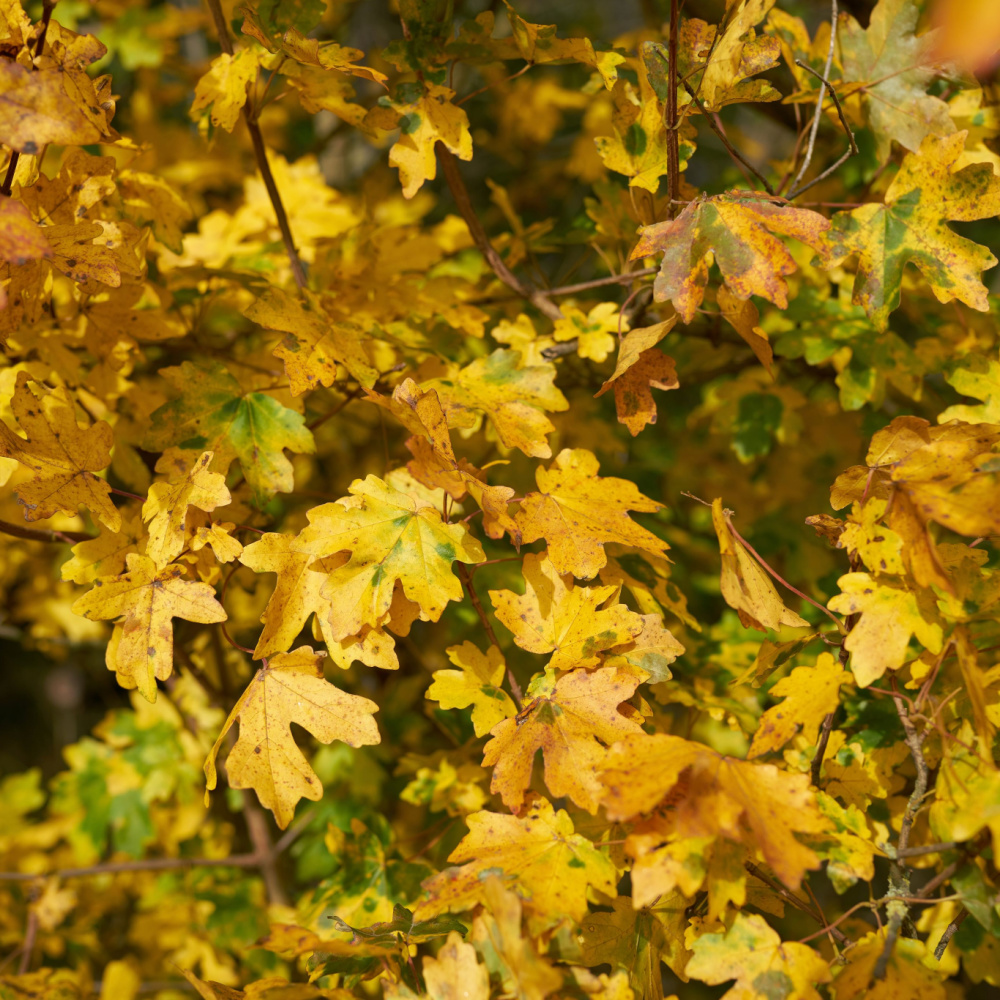 Field maple Deciduous Hedging | Form Plants
